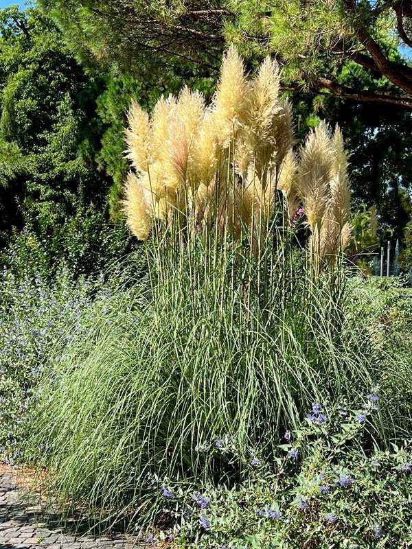 Cortaderia selloana 'Evita' | Garten-Pampasgras