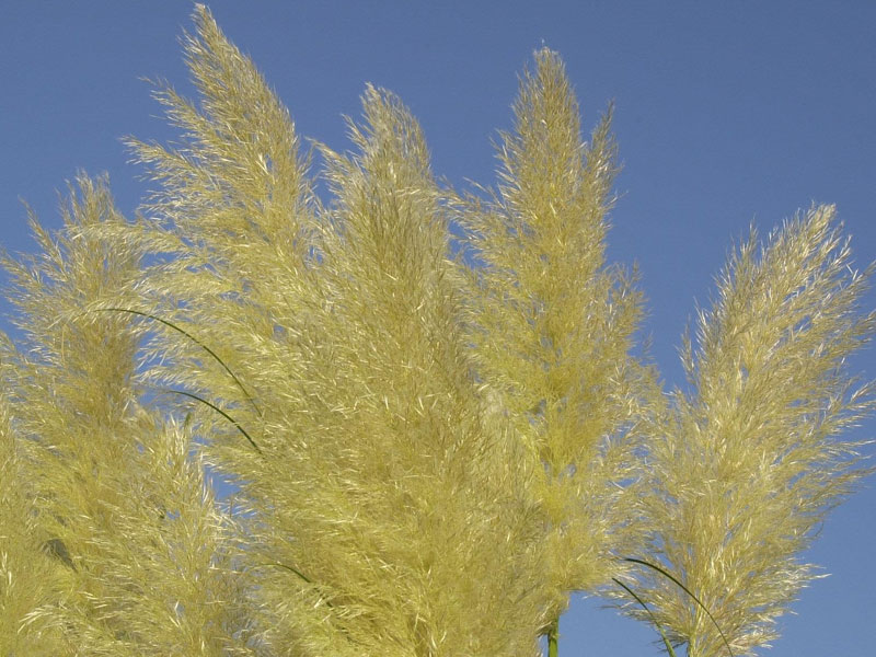 Cortaderia selloana 'Evita' | Garten-Pampasgras