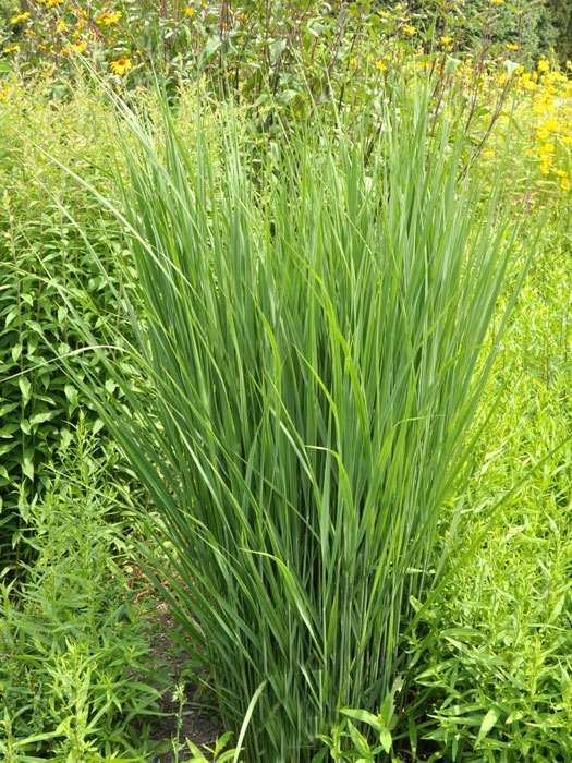 Panicum virgatum 'Northwind'