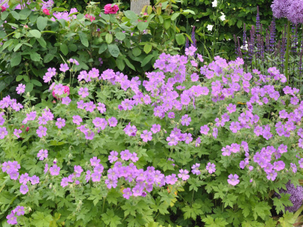 Geranium gracile 'Sirak'
