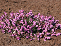 Erica carnea Wintersonne, Topfpflanzen