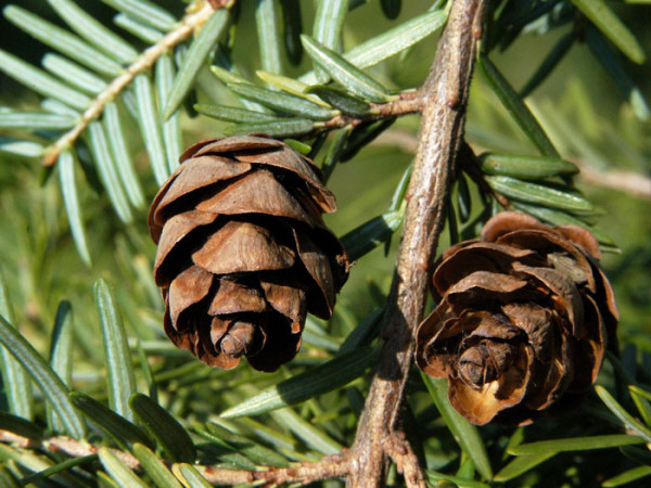 Tsuga canadensis, Kanadische Hemlockstanne