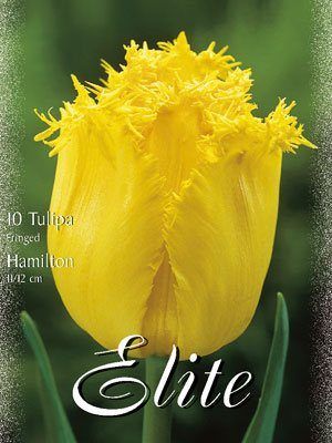 Gefranste Tulpe 'Hamilton'