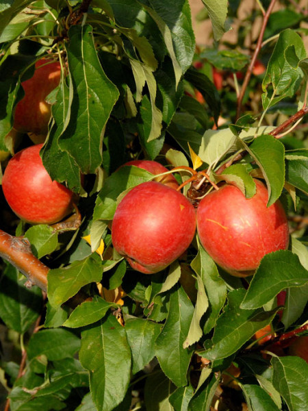 Rewena (S) Apfel