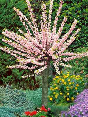 Prunus triloba, Mandelbäumchen Zierstämmchen