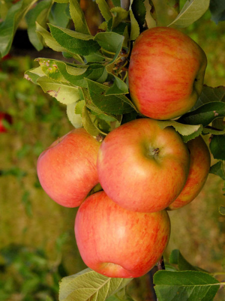 Duo-Apfelbaum, Pinova und Topaz
