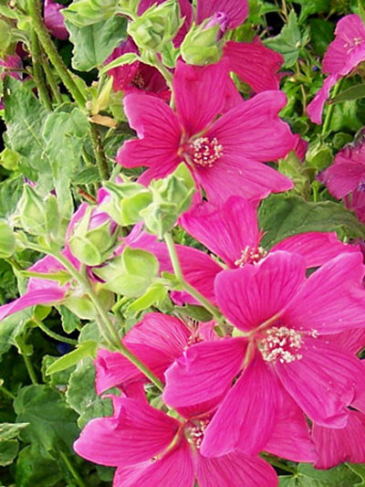 Lavatera Burgundy Wine, Buschmalve