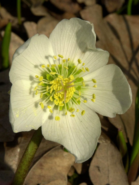 Helleborus niger | Schneerose