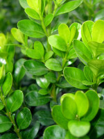 Buxus sempervirens arborescens, Buchsbaum