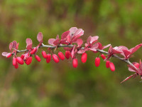Blutberberitze, Berberis thunbergii Atropurpurea