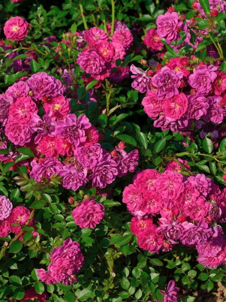 Rose Purple Rain Kordes