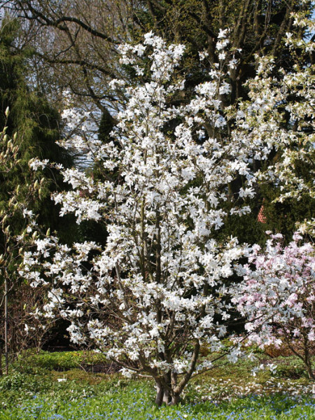 Magnolia loebneri Merrill