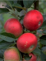 Apfelbäume