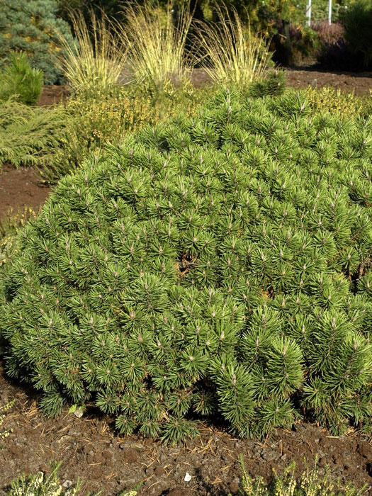 Pinus mugo 'Mini Mops', Kugel-Kiefer