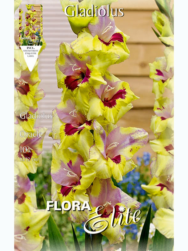 Großblumige Gladiole 'Oracle', Gladiolus