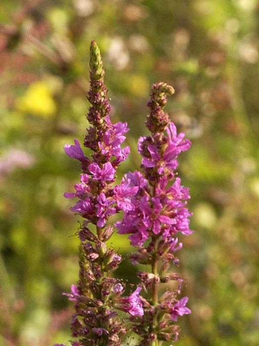 Lythrum salicaria 'Robert'