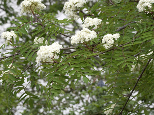 Eberesche, Sorbus aucuparia | Gartencenter-Shop24