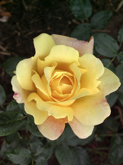 Rose Sutters Gold