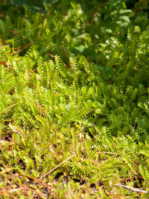 Leptinella dioica 'Minima', Fiederpolster