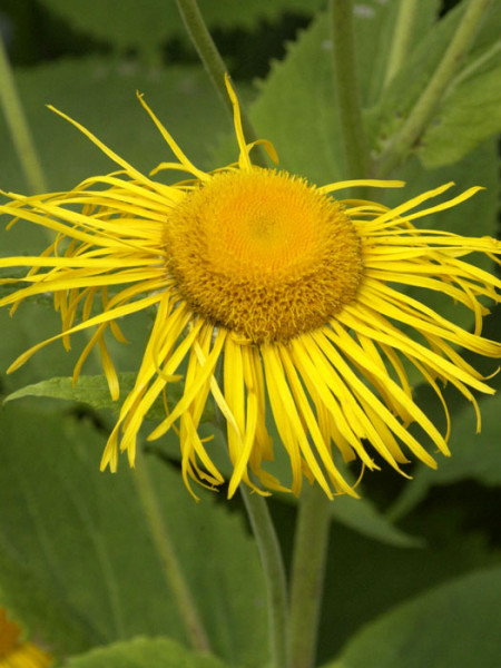 Inula magnifica, Riesen-Alant