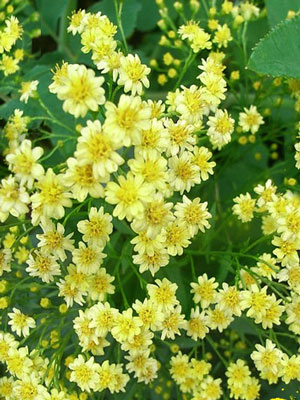 Solidago solidaster luteus