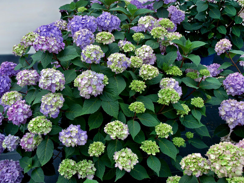Hydrangea macrophylla Endless Summer BloomStar