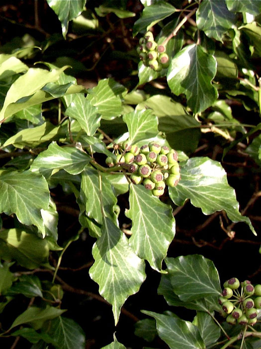 Hedera helix Arborescens