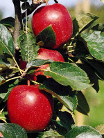 39,90 €* inkl. 7% MwSt. zzgl. Versandkosten