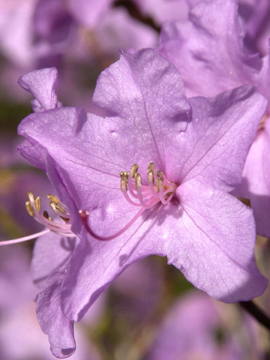 Rhododendron praecox