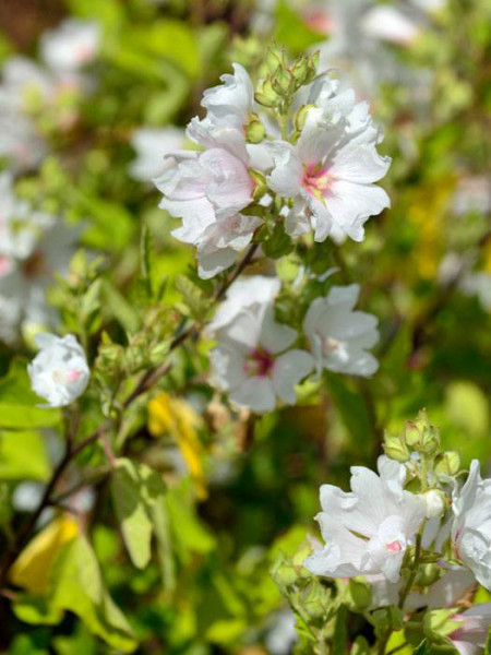 Lavatera 'Baby Barnsley', Buschmalve