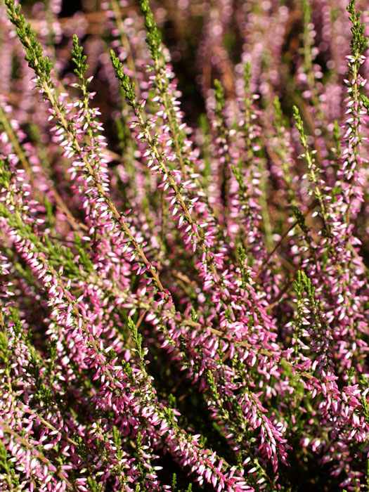 Calluna Pink Alicia, Besenheide