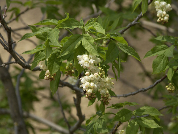 Staphylea pinnata, Gemeine Pimpernuss