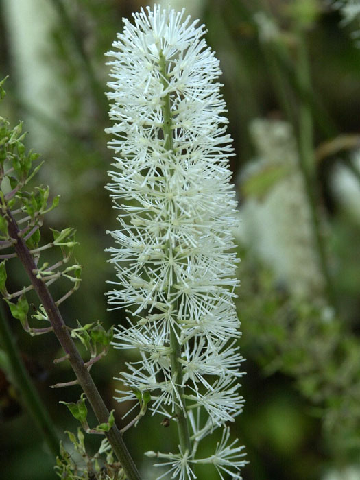 Actaea simplex 'White Pearl'