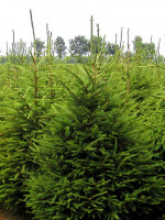 Picea abies, Rotfichte