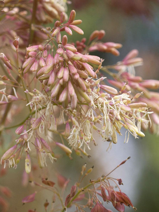 Macleya cordata, Federmohn