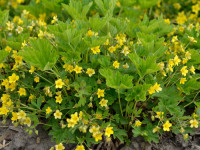 Waldsteinia geoides | Waldsteinie