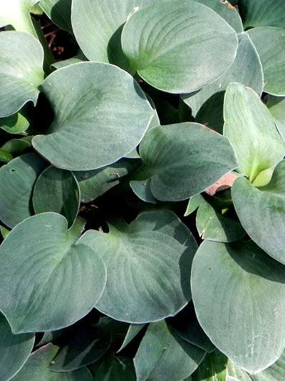 Hosta 'Blue Mouse Ears' kaufen