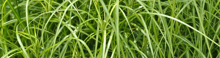 Segge - Carex