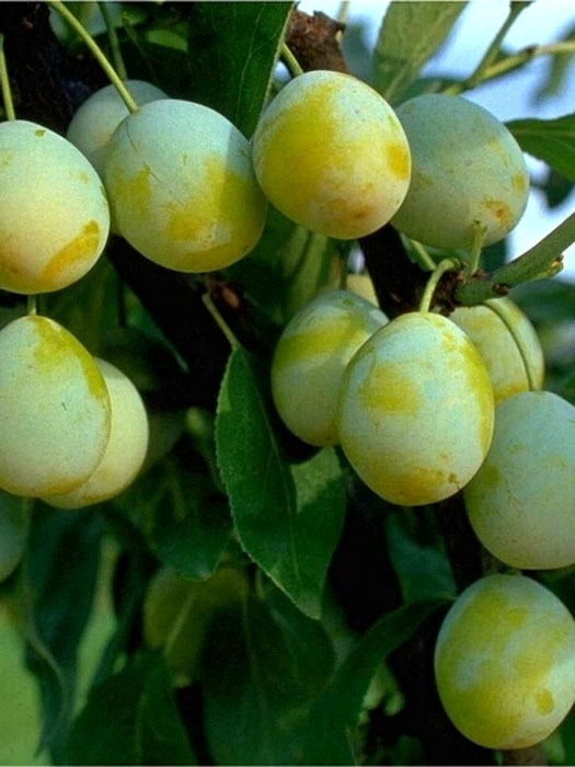 Pflaumen | Zwetschen | Mirabellen | Gartencenter-Shop24