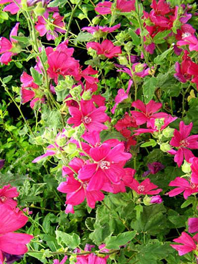 Lavatera Burgundy Wine, Buschmalve