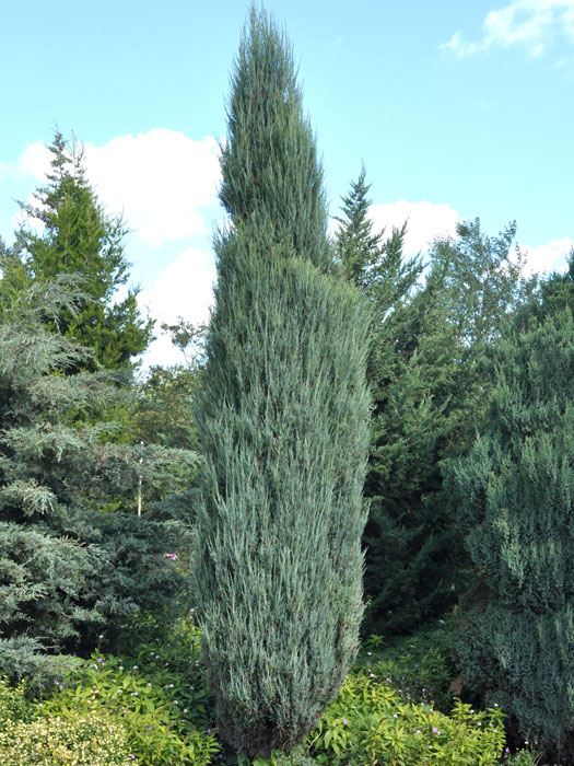 Blauer Raketen-Wacholder 'Blue Arrow'