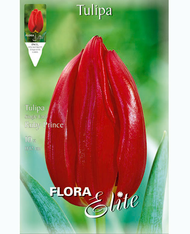 Einfache frühe Tulpe 'Ruby Prince'