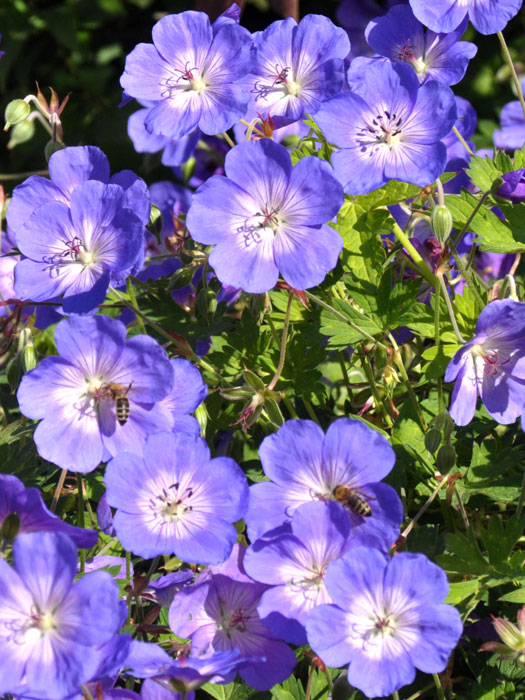 Geranium pratense 'Rozanne'
