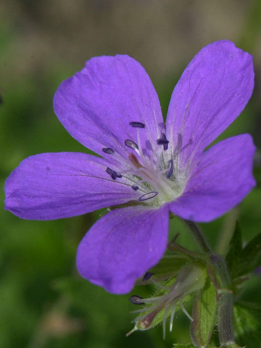 Geranium sylvaticum 'Mayflower'