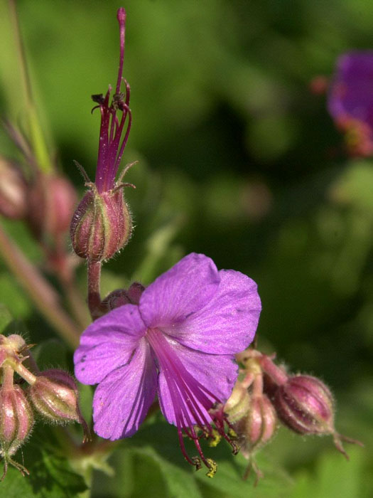 Geranium macrorrhizum 'Ingwersen'