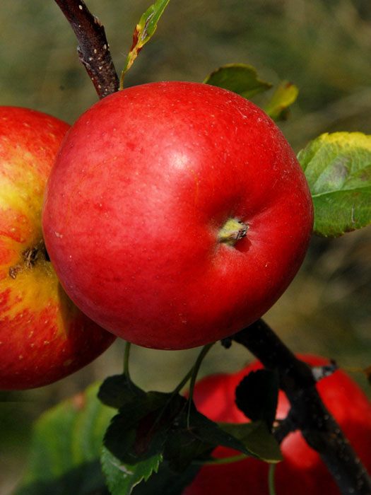 Rubinola (S) Apfel