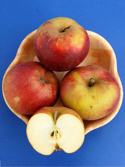 Apfelbaum 'Roter Boskoop'