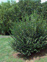 Ligustrum vulgare Atrovirens | Liguster Atrovirens