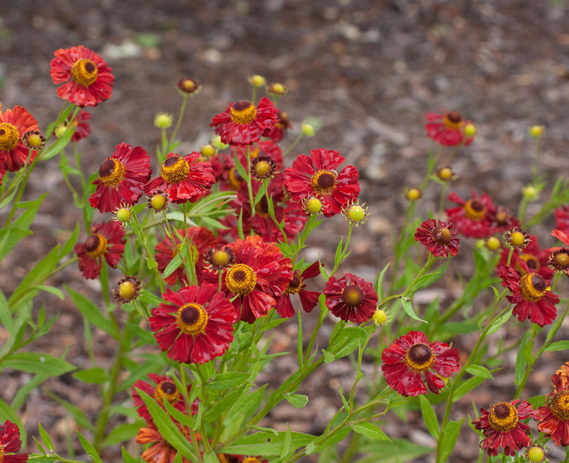 Helenium cultorum Red Army, Sonnenbraut