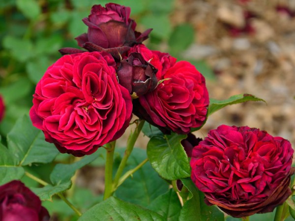 Rose Astrid Gräfin von Hardenberg